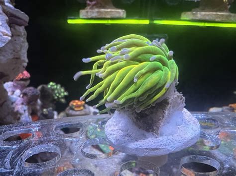 Classic Indo Og Holy Grail Torch Communitycorals