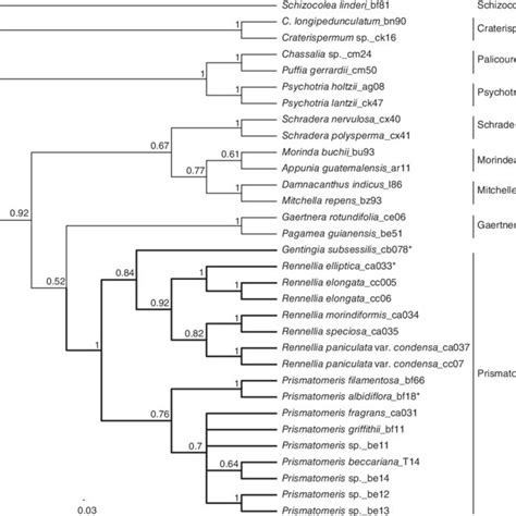 Fifty Percent Bayesian Majority Rule Consensus Tree Of The Psychotrieae