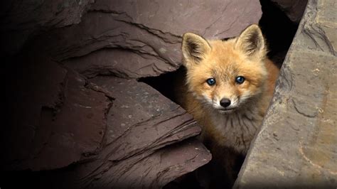 Prime Video Fox Tales