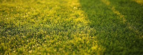 How To Use Plug Tools For Grass Sodpods®