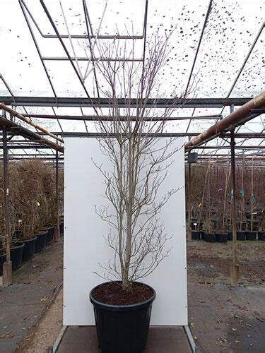 Cornus Florida Cloud Nine Cloud 9 Ornamental Tree Buy Online