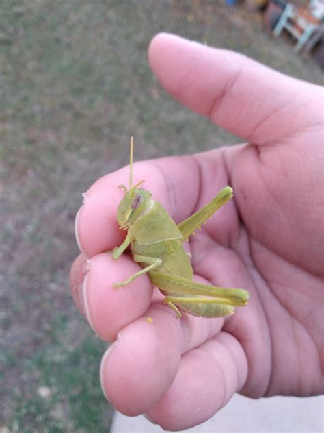 Id Do You Now What This Grasshopper Is Ive Never Seen A Green One Before Rwhatsthisbug