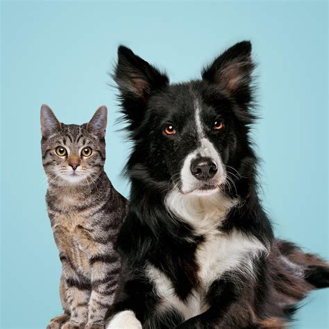 Kitten Teething Everything You Need To Know Purina Us