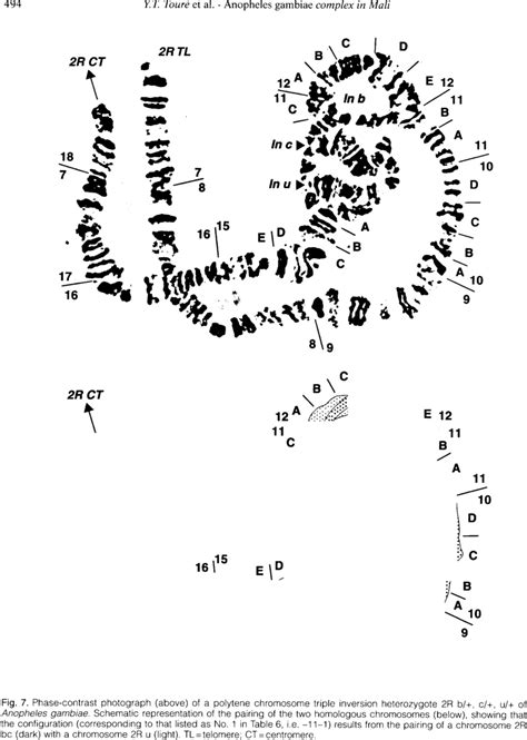 Phase Contrast Photograph Above Of A Polytene Chromosome Triple Download Scientific Diagram