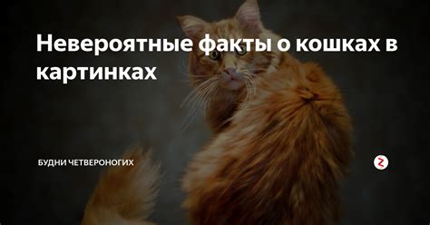 Невероятные факты о кошках в картинках Будни четвероногих Дзен