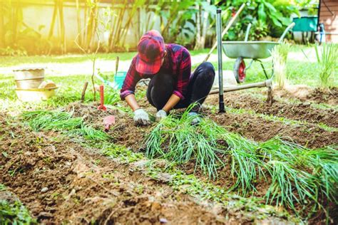 Man Dig In Soil The Kitchen Garden At The Backyard Used Shovel Digging The Soil And Move The