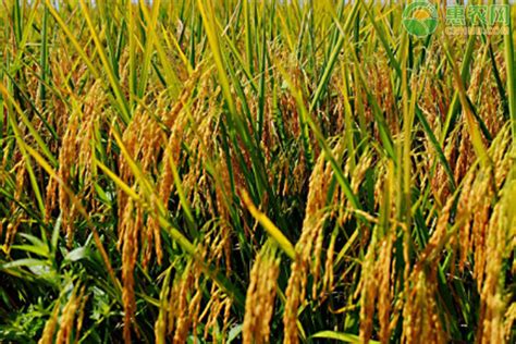 稻谷价格多少钱一斤2023？ 惠农网