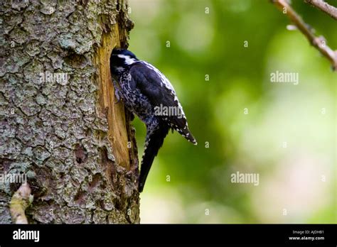 Building A Nest Stock Photo Alamy