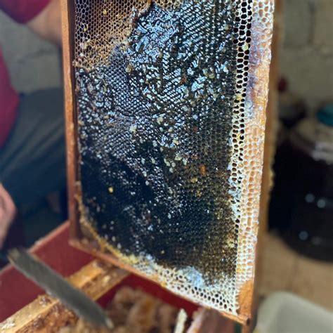 თაფლის სახლი