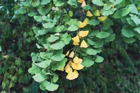 Ginkgo Biloba Benefits Uses And Side Effects Whats Up Wellness