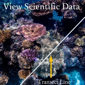 Ecological Succession On Coral Reefs Basic Theory To Real Life Research