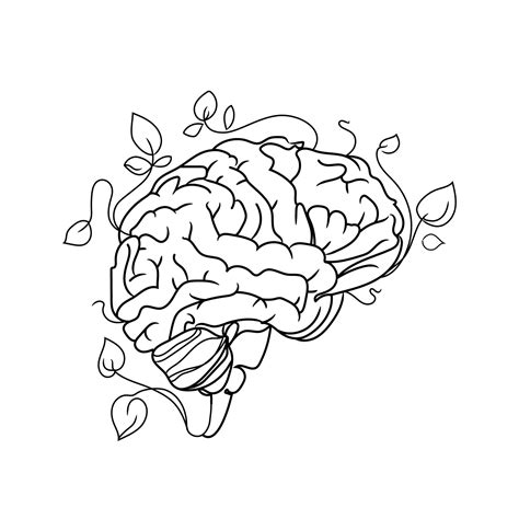 Human Brain Vector Line Art Illustration Isolated On White Background
