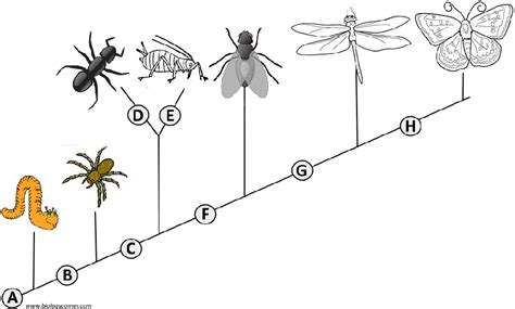 Cladogram Analysis Cladogram Analysis