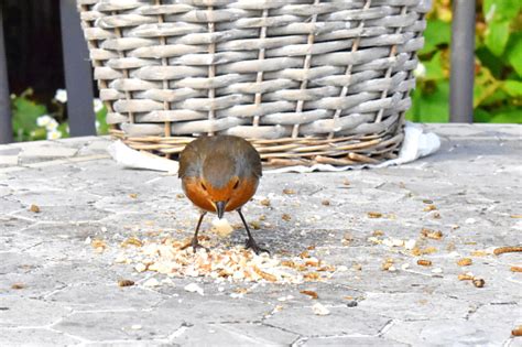유럽 로빈의 클로즈업은 음식을 내려다본다 정원에서 새에게 먹이를 준다 갈색에 대한 스톡 사진 및 기타 이미지 갈색 건축 겨울 Istock