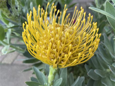 リューコスペルマム カーニバルイエロー PLANTSTOCK花屋の花図鑑