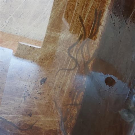 Eel Pass Pulsar Measurement