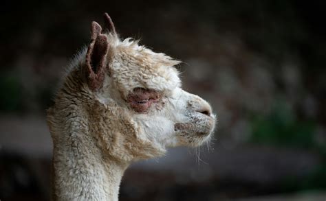 Coding Test For Llama 3 Implementing JSON Persistence The New Stack