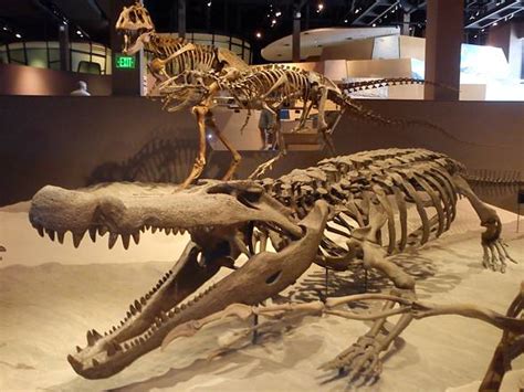 Prehistoric Crocodile Deinosuchus