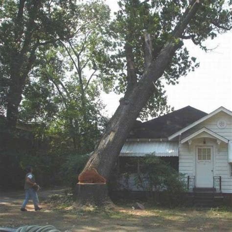 Tree Cutting Fail Fun