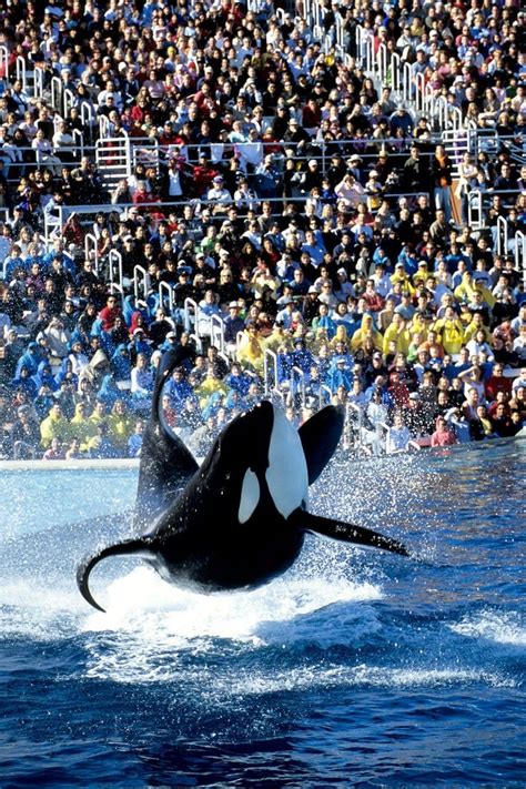 Seaworld To Phase Out Killer Whale Shows Captivity Killer Whales