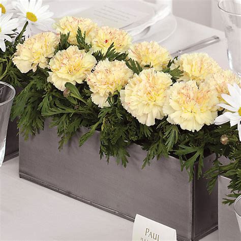 Carnation Centerpiece Arranged By A Florist In Oakland Ia Blossoms