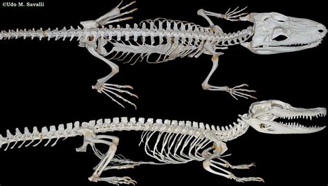 Crocodile Skeleton Labeled Diagram