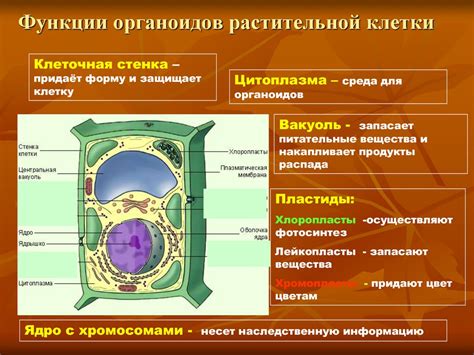 Таблица строение и функции органоидов клетки таблица с рисунками