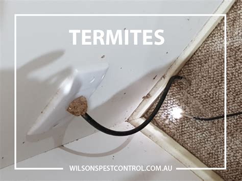 Termites Pest Control Sydney Castle Hill Blacktown