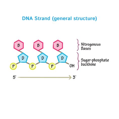 Dna Structure Nucleotide