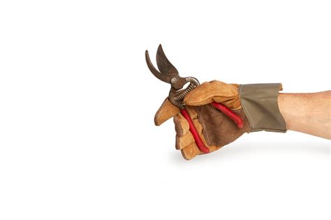 복사 공간이 있는 흰색 배경에 가지 치기 가위를 들고 작업 장갑을 낀 남자 손 가위에 대한 스톡 사진 및 기타 이미지 가위 가죽 가지치기 가위 Istock