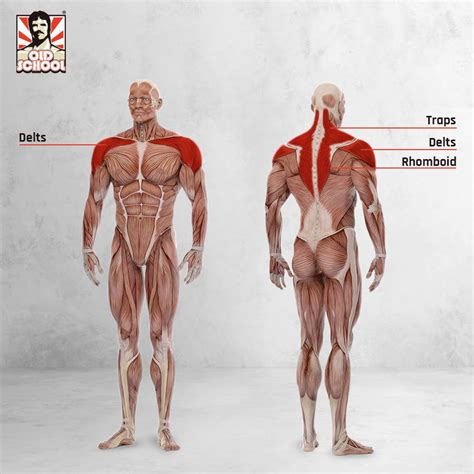 Bent Row Db Rear Face Pull