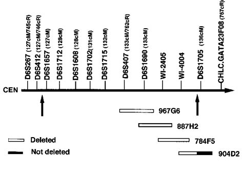 Diagrammatic Representation Of A Cryptic Deletion In Patient 1 Arrows