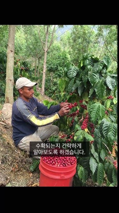 커피의 재배와 수확 커피상식 바리스타교육 Youtube