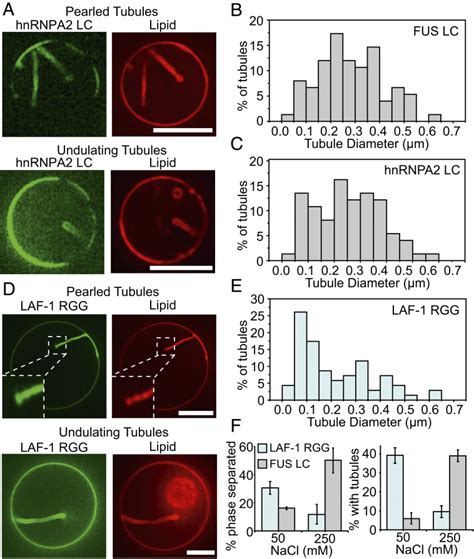 Membrane Bending By Protein Phase Separation Pmc