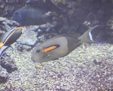 Datos De Acanthurus Olivaceus Dieta Hábitat E Imágenes En Animaliabio