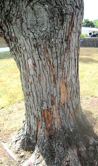 Our Evaporating Silver Maple Trees