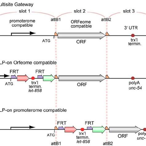 Flp Recombinase Strategy A Flp Inducible Transgene In The ‘‘off Download Scientific Diagram