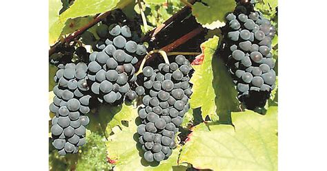 Кои родни сортове лози са устойчиви на болести Български Фермер