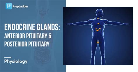 Endocrine Glands Anterior Pituitary And Posterior Pituitary