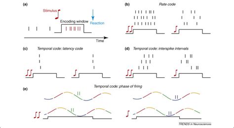 Sensory Neural Codes Using Multiplexed Temporal Scales Trends In