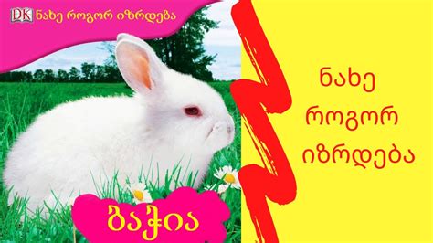 🐇ბაჭია ნახე როგორ იზრდება გახმოვანებული საბავშვო წიგნი 91 Youtube