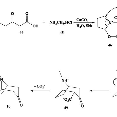 Schematic Representation Of Synthetic Pathway Of Tropinone By Sir