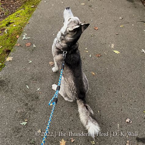 calling timeout the thundering herd