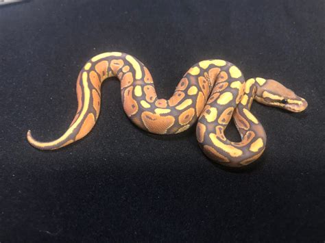 Mojave Black Pastel Enchi Ghost Ball Python By Rmsnightstalkers Morphmarket