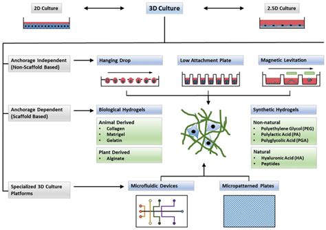3d Cell Culture Services Creative Bioarray