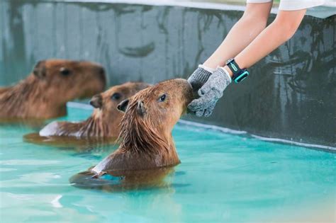 《澳門2049》張藝謀導演執導 超越時光的科技藝術舞台劇 80分鐘環遊中國｜澳門美高梅mgm｜限量門票