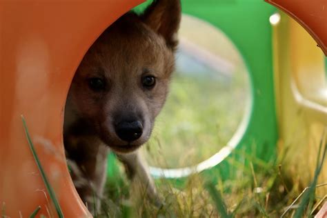 More Pics Of The Pups R Wolves