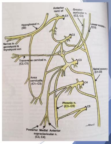Superficial Cervical Plexus Block Flashcards Quizlet