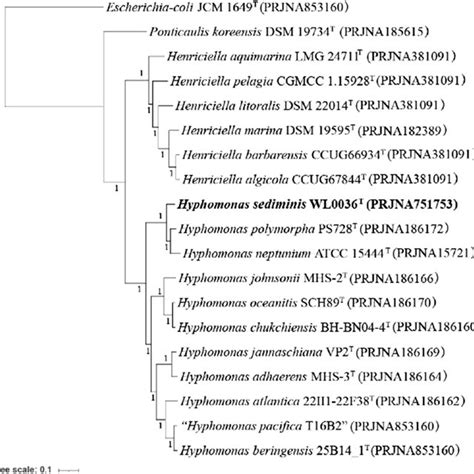 Maximum Likelihood Phylogenetic Tree Based On Concatenated Protein