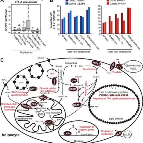 Ppar And C Ebp Are Simultaneously Recruited To Shared Ppar C Ebp Sites Download Scientific